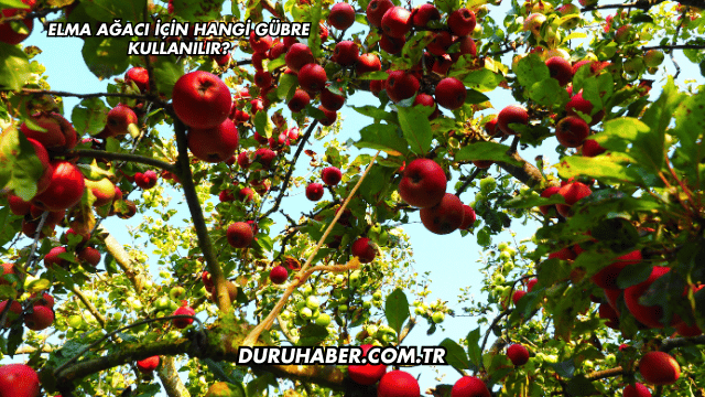 Elma Ağacı İçin Hangi Gübre Kullanılır? - Duru Haber